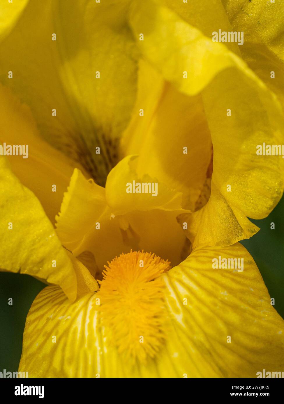 Extreme macro of red flower close up. Details of the inner flower of ...
