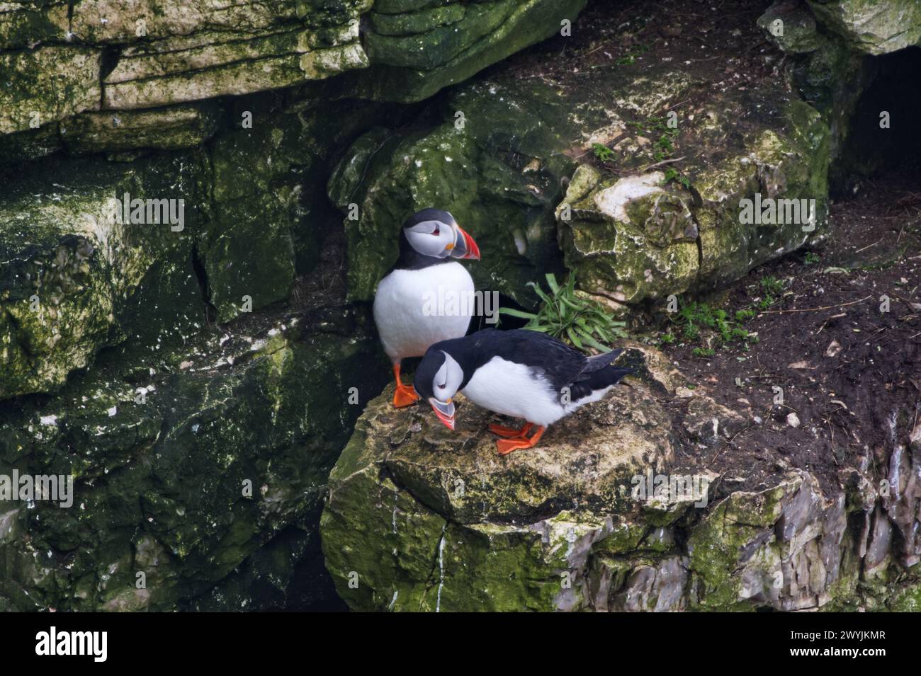 two puffins on a cliff face with one looking over the edge of the rock ...