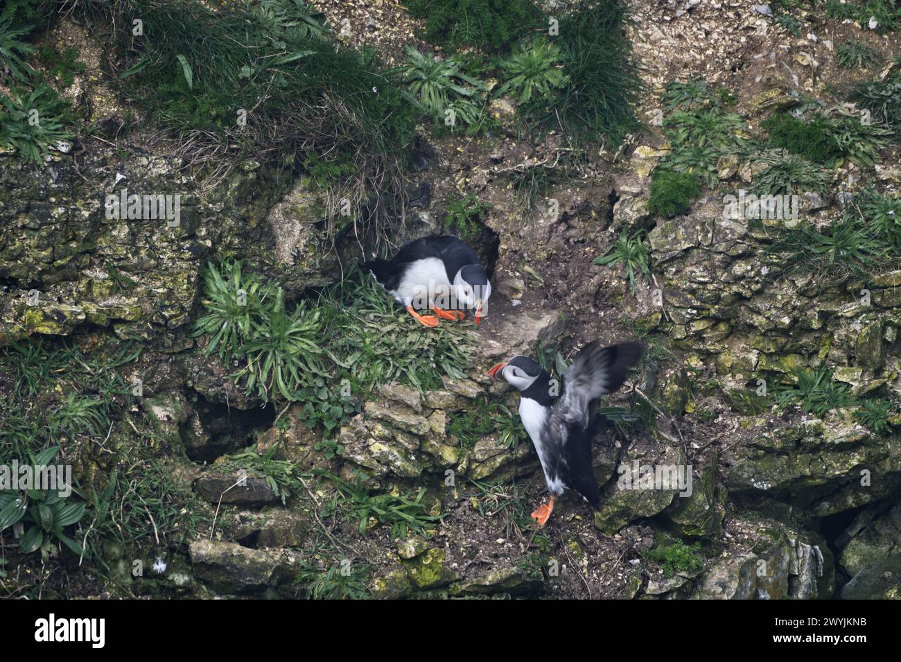 two puffins on a cliff face with one looking down at the second who has ...