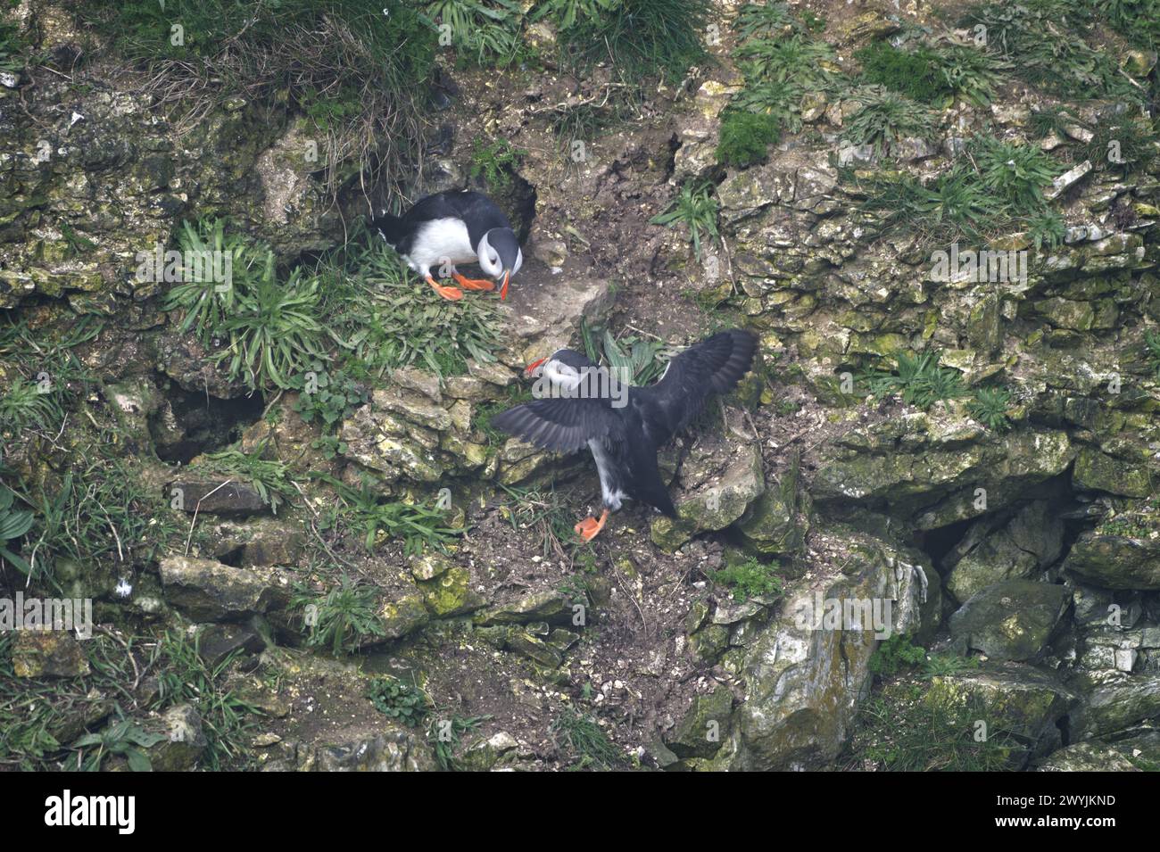 Two puffins on the edge of a cliff with one bird having wings spread ...