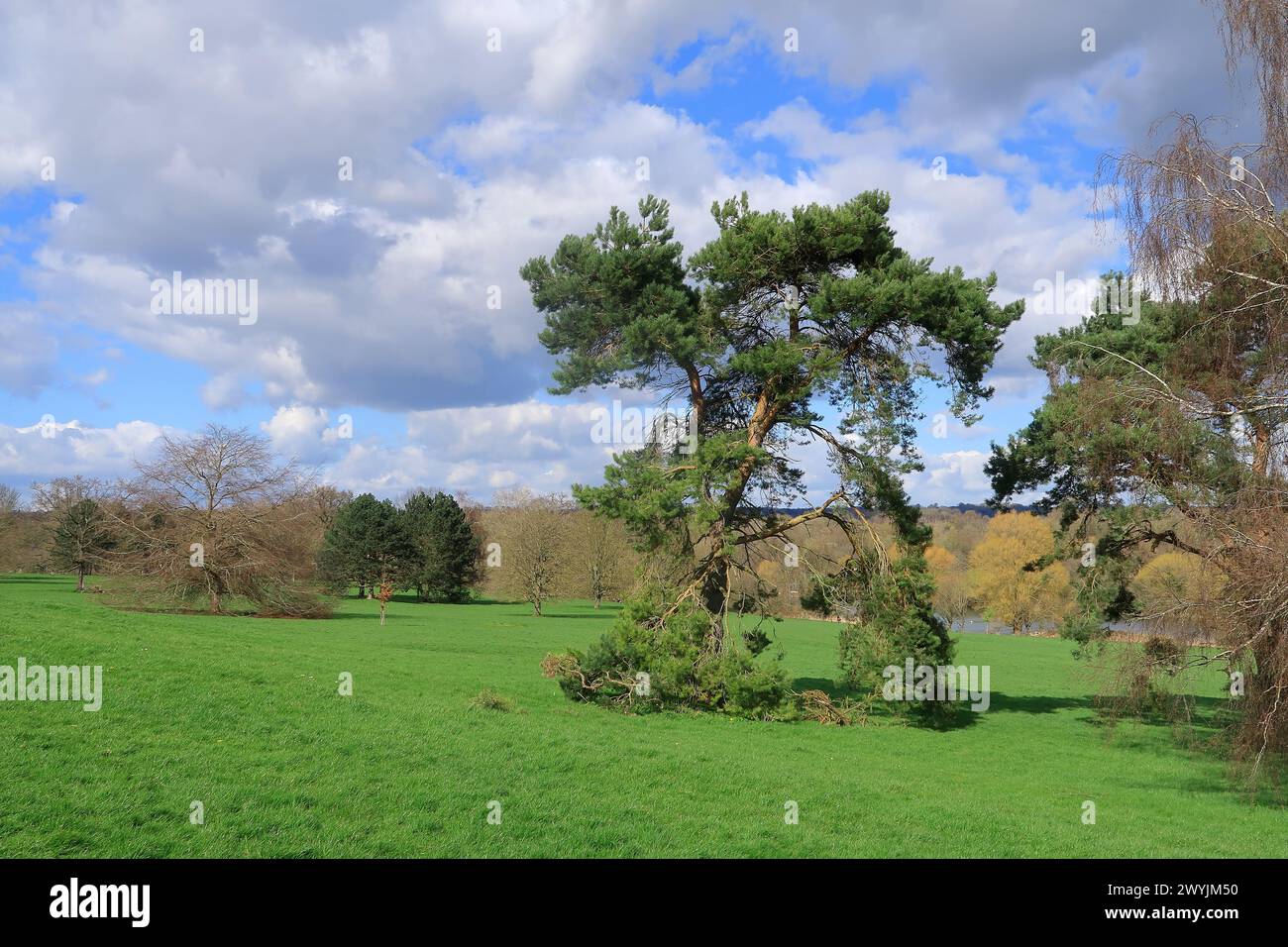 Evergreen field hi-res stock photography and images - Alamy