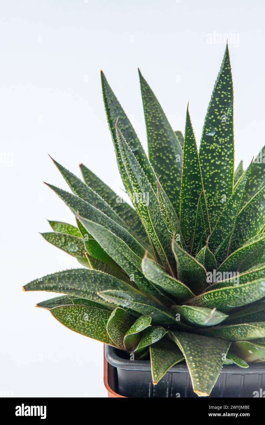 Haworthia Aloe Flow plant succulent in pot. Green little flower on ...