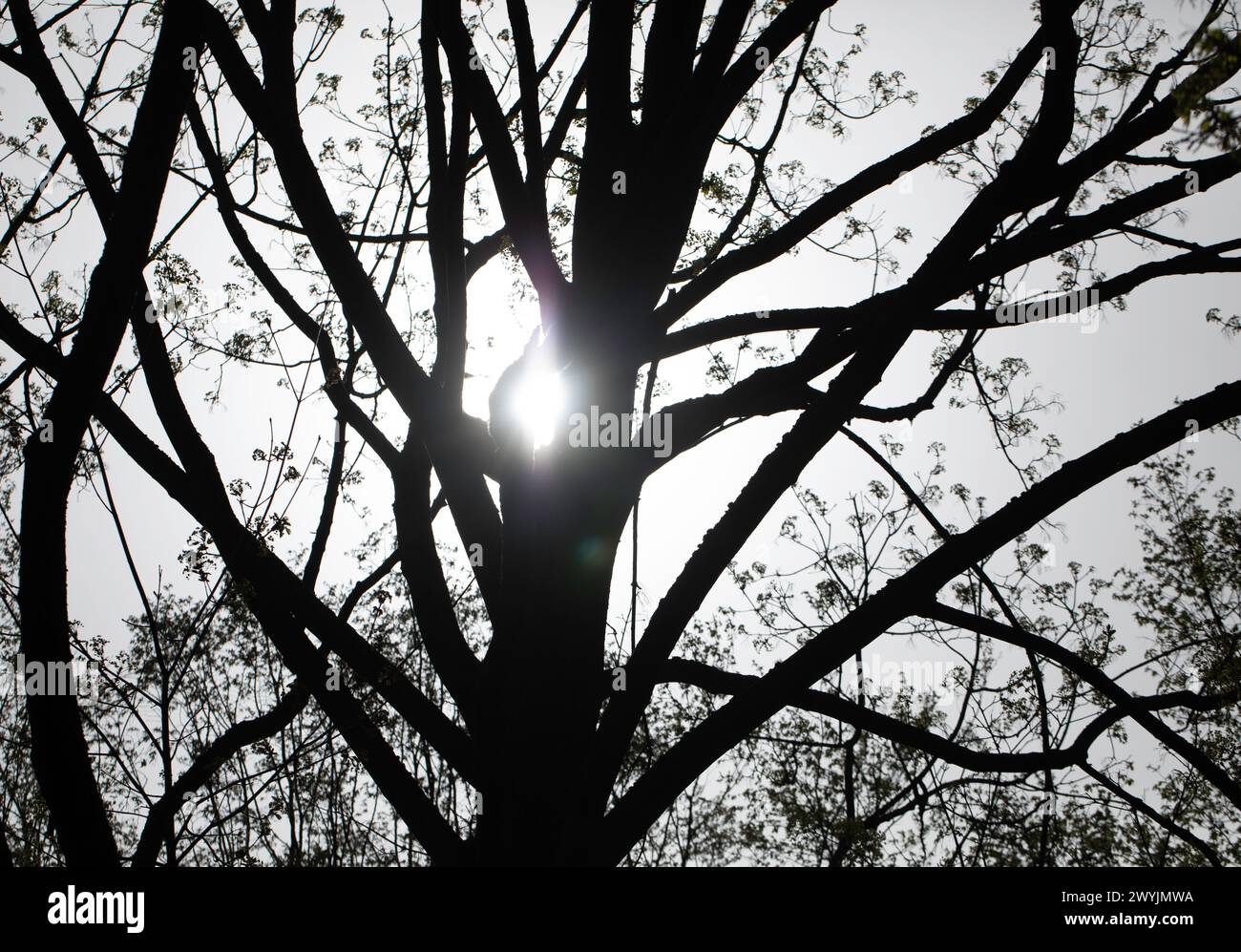 Tree crown photographed against the sun, high contrast, black and light ...