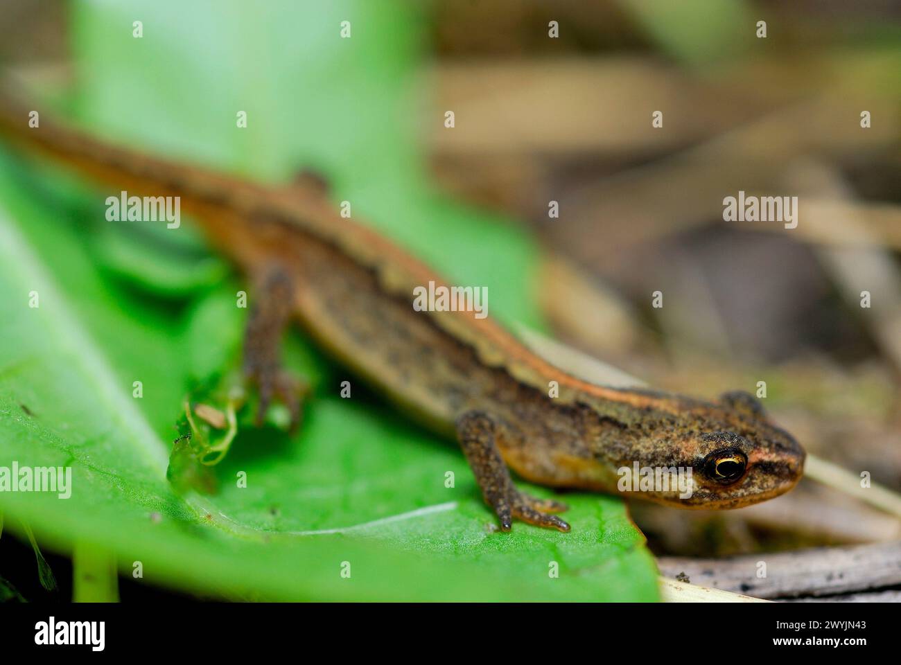 Common newt (Lissotriton vulgaris) in Cumbach area, Thuringen, Germany ...