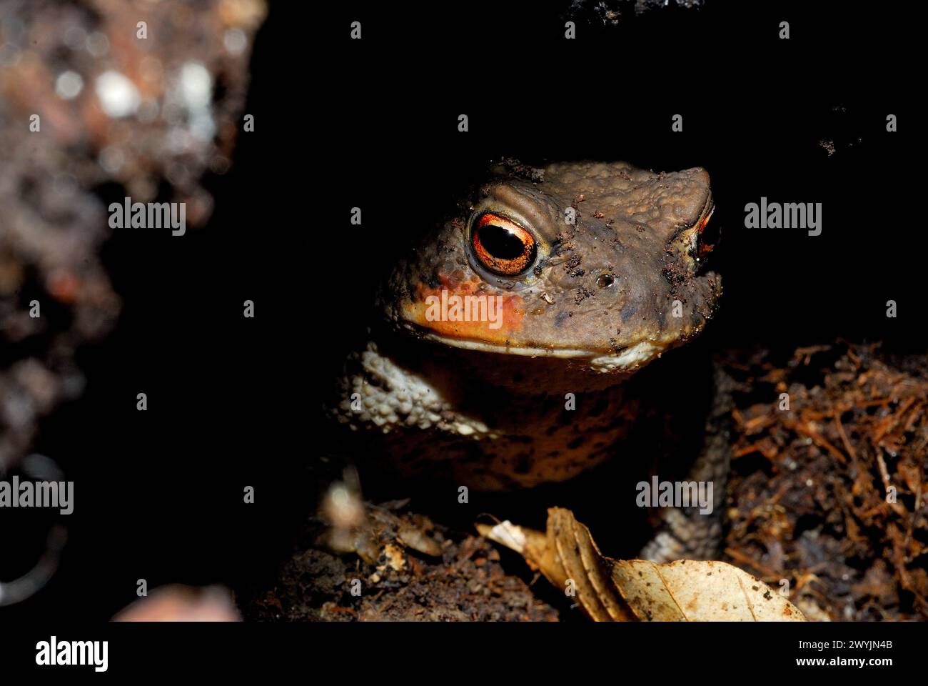 Common toad (Bufo bufo) in Eifel National Park, Germany Stock Photo - Alamy