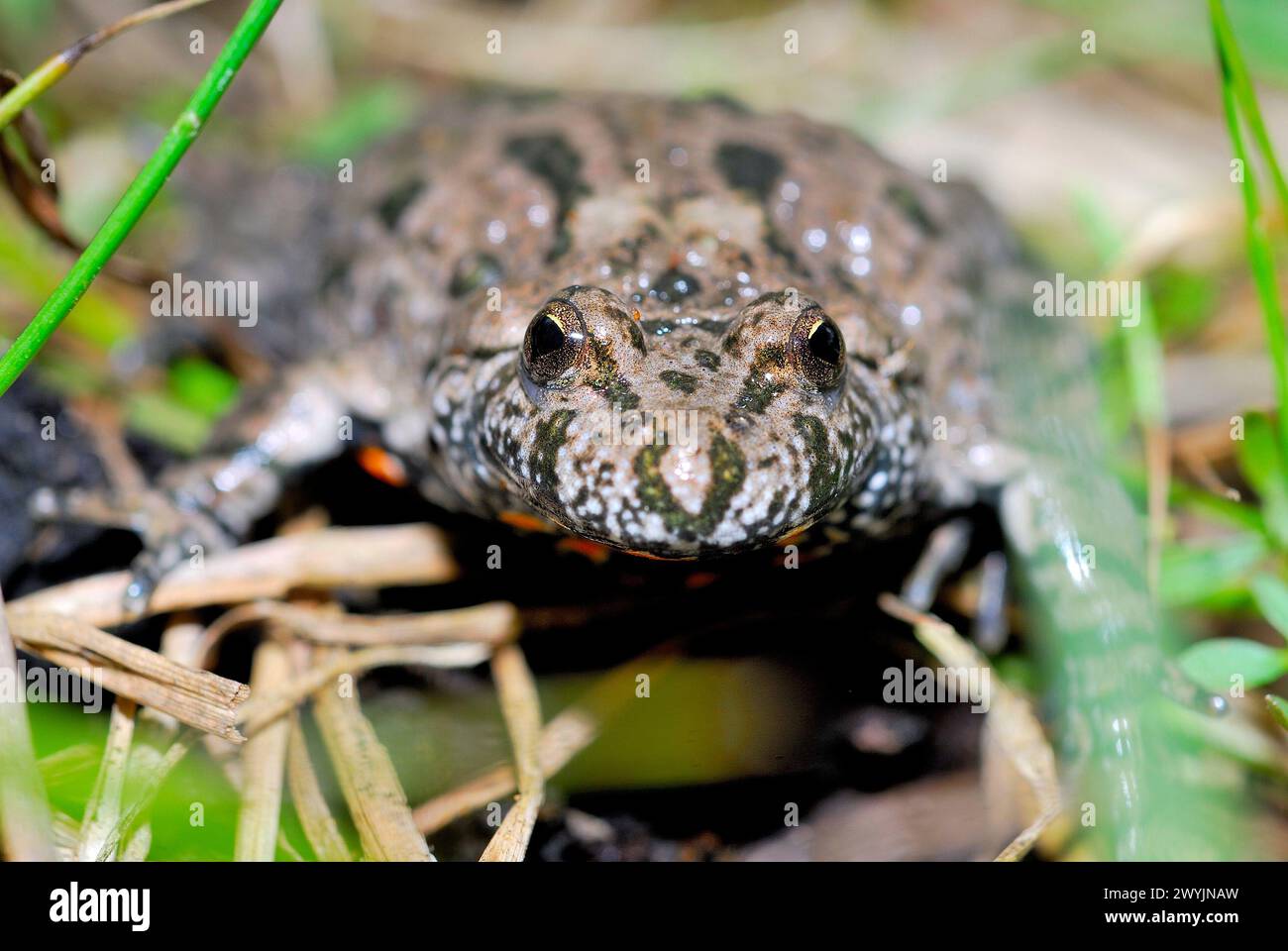 Fire Bellied toad (Bombina bombina) in Schleswig-Holstein, Germany ...