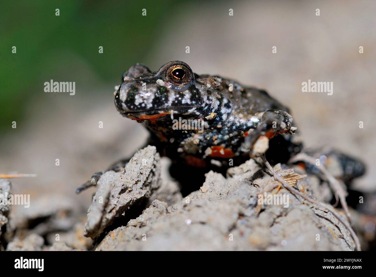 Fire Bellied toad (Bombina bombina) in Schleswig-Holstein, Germany ...