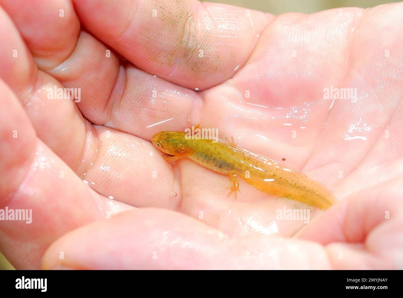Lissotriton sp hi-res stock photography and images - Alamy