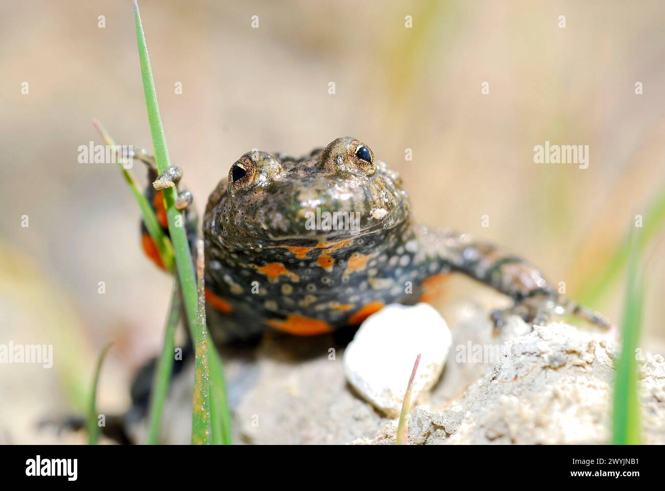 Fire Bellied toad (Bombina bombina) in Schleswig-Holstein, Germany ...
