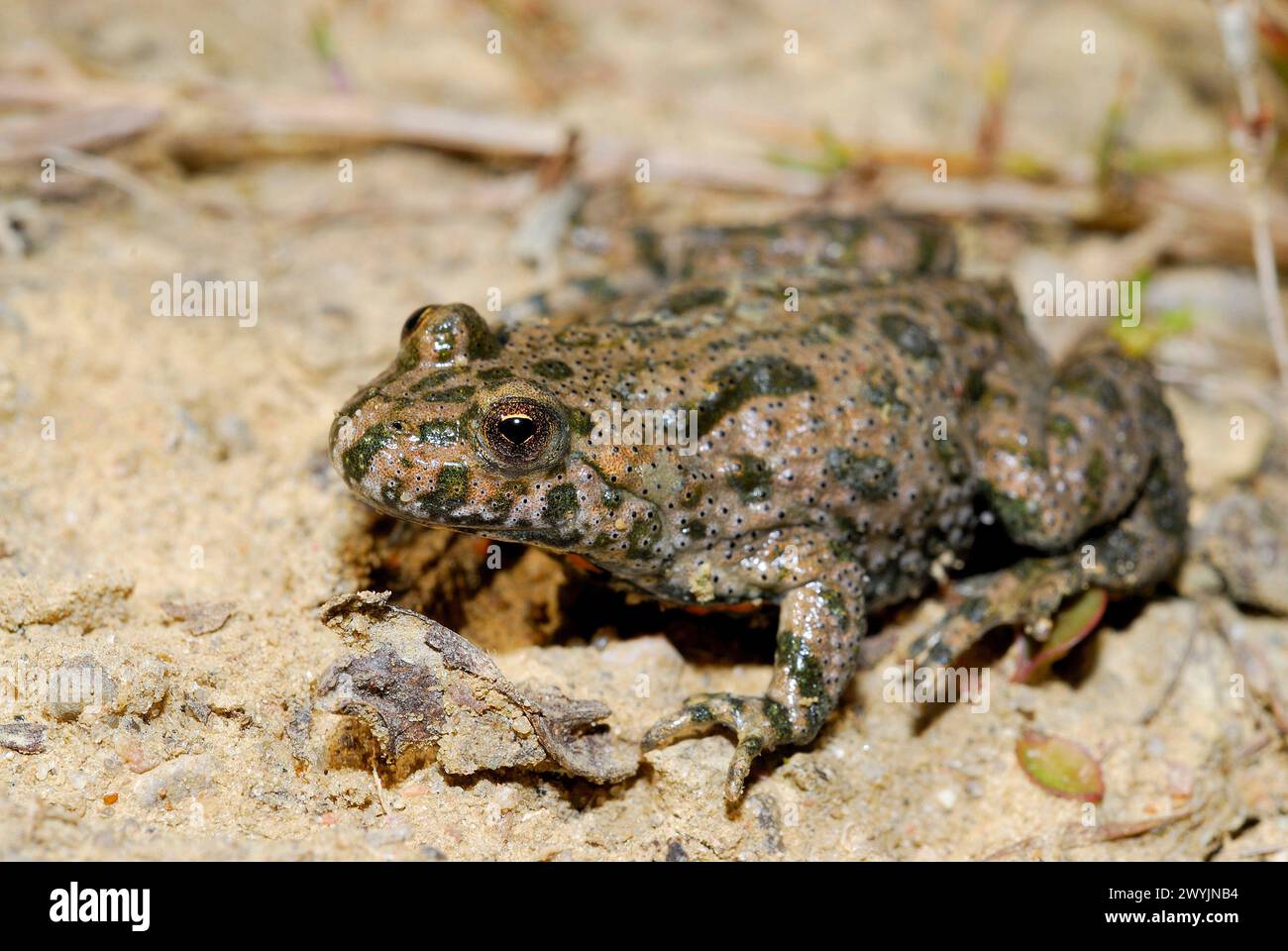 Fire Bellied toad (Bombina bombina) in Schleswig-Holstein, Germany ...
