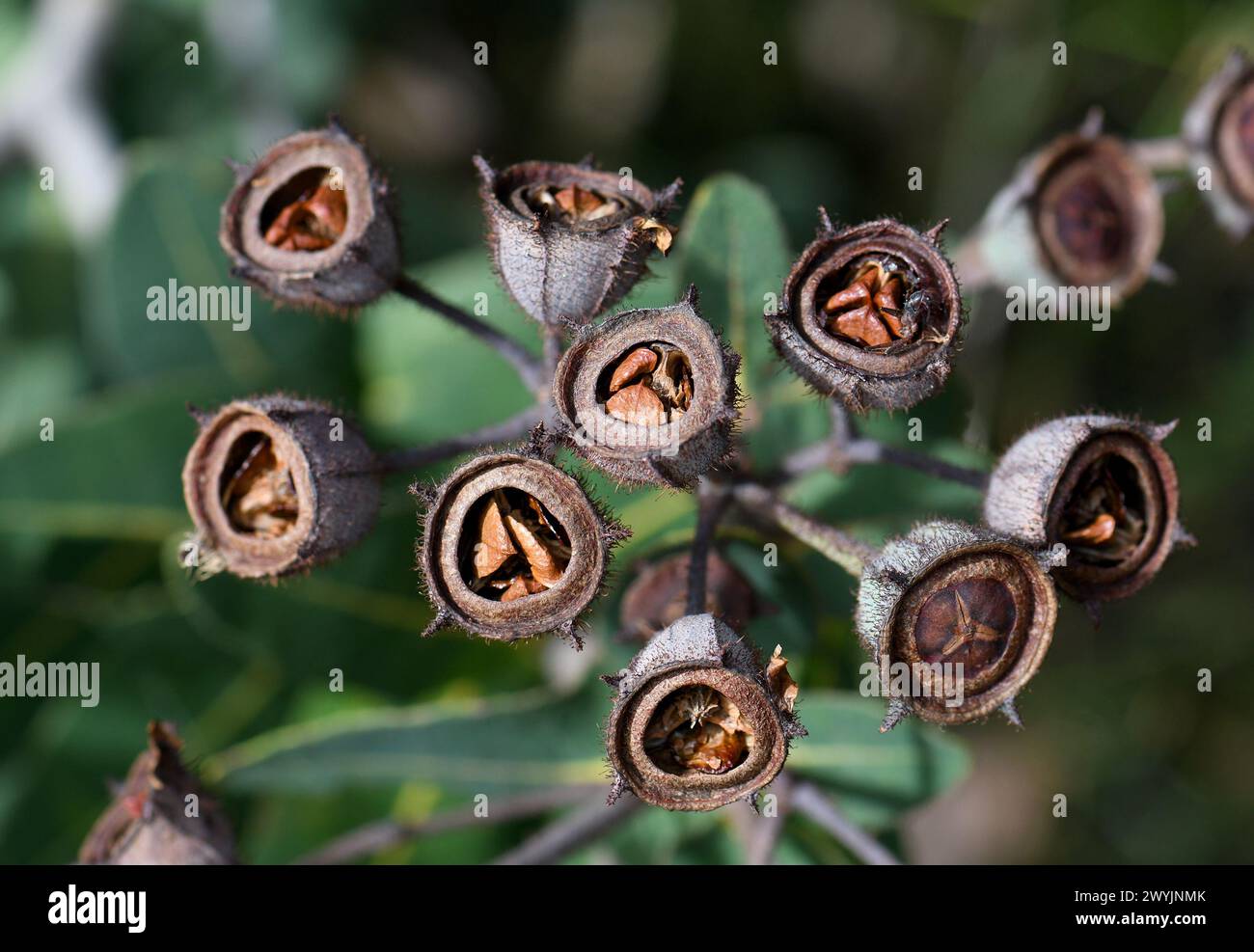 Fruit, gum nut and seeds of the Australian native Dwarf Apple Angophora ...