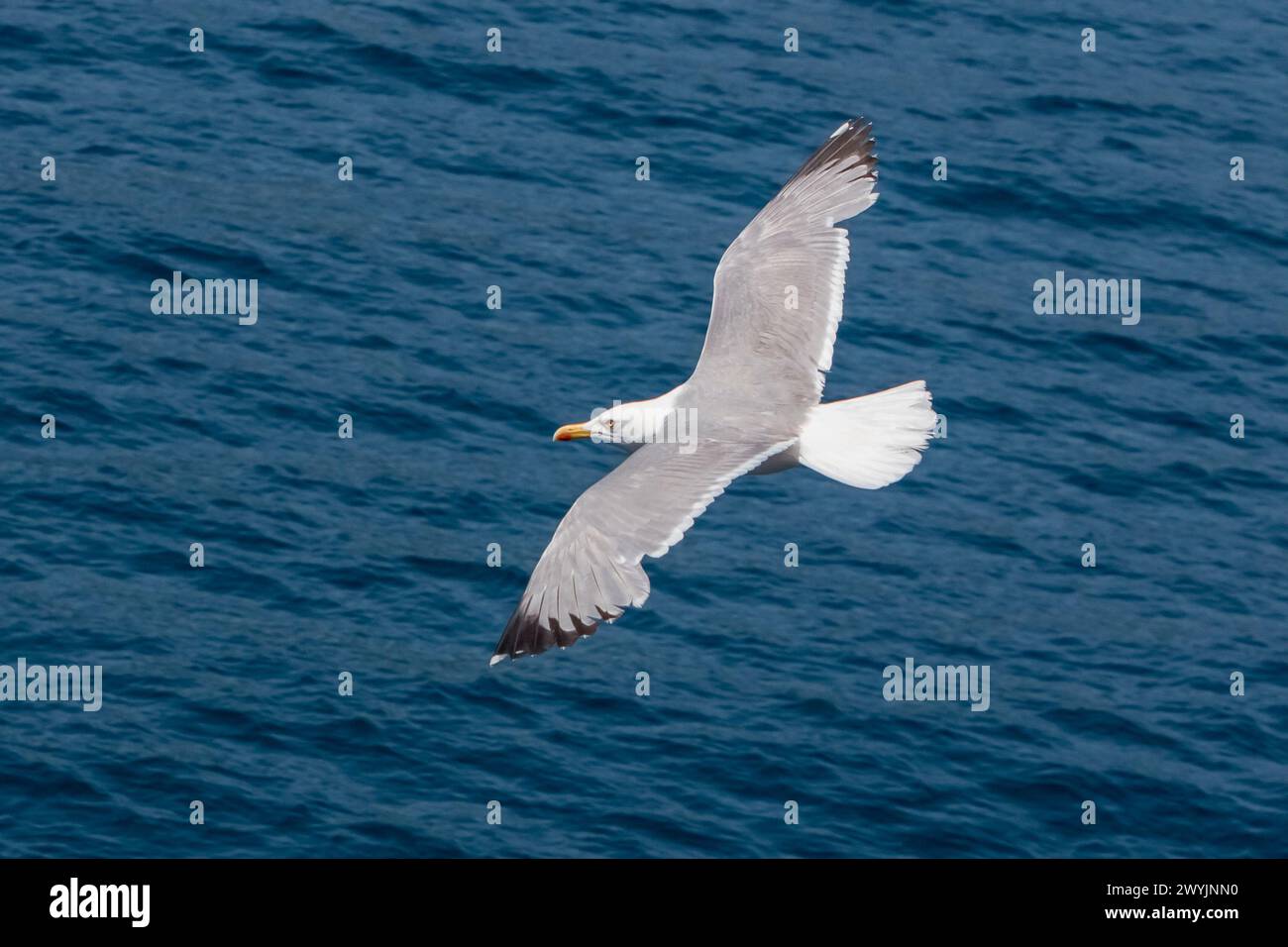 Flying seagulls, top view silhouette. Bird flies over the sea. Seagulls ...