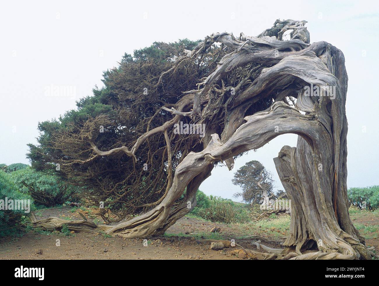 Ancient juniper. El Sabinar, El Hierro island, Canary Islands, Spain ...