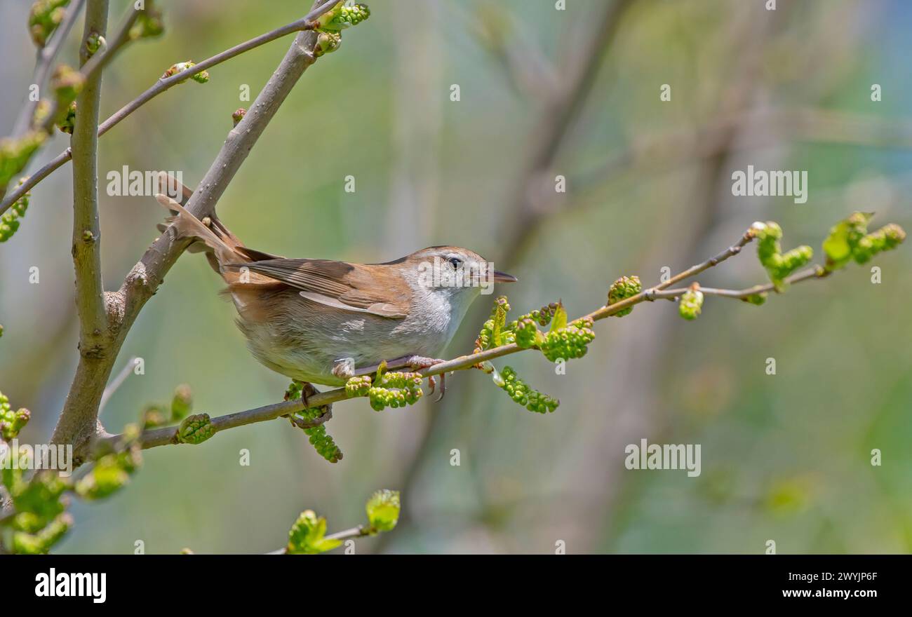 Cetti's Warbler (Cettia cetti) is a songbird that lives in bush areas ...