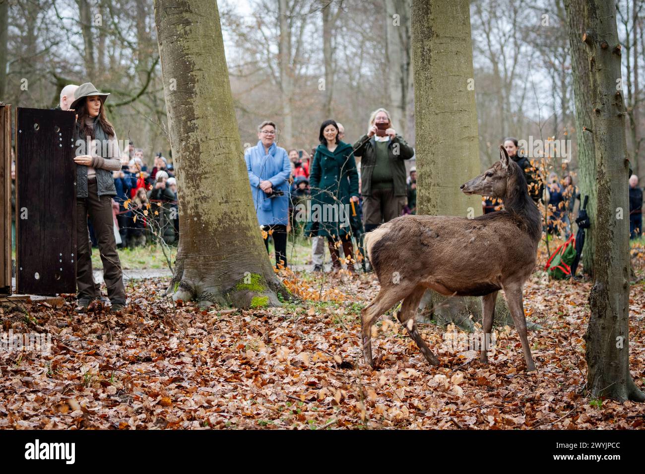 Queen Mary releases a deer as she, along with the environment minister ...