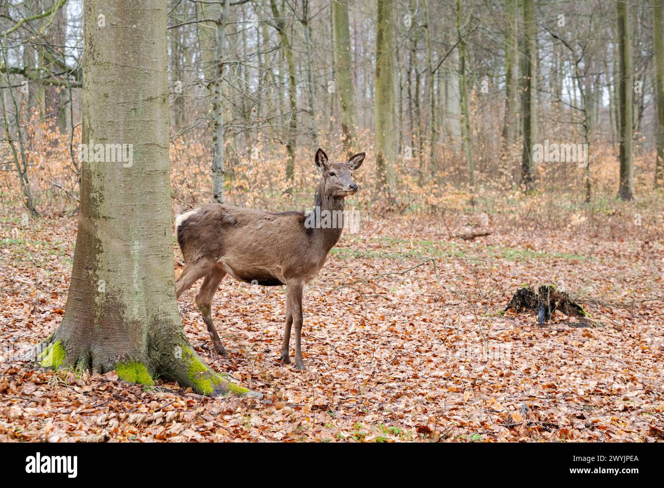 Queen Mary releases a deer as she, along with the environment minister ...