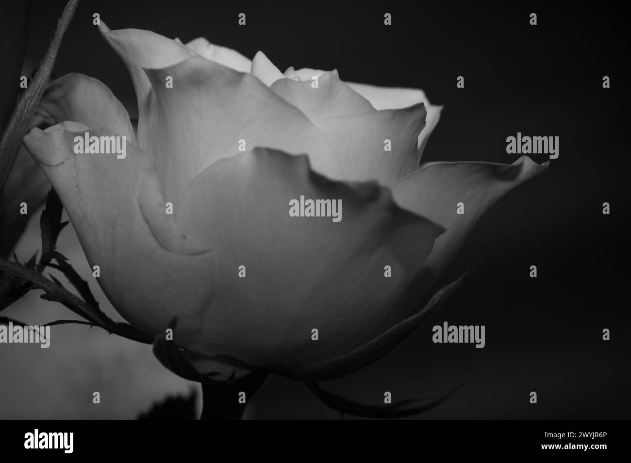 Single rose isolated on Black and White Stock Photos & Images - Alamy