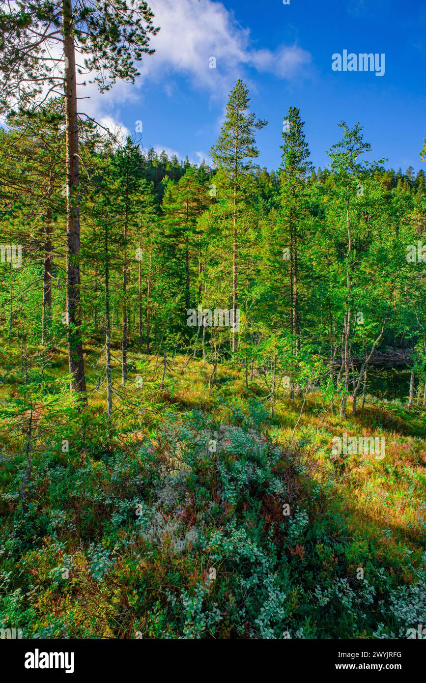 Norway, Buskerud, Noresund, Knipetjennasen Natural Reserve Stock Photo ...