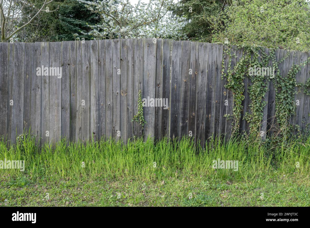 Blooming trees in spring behind a wooden garden fence Stock Photo - Alamy