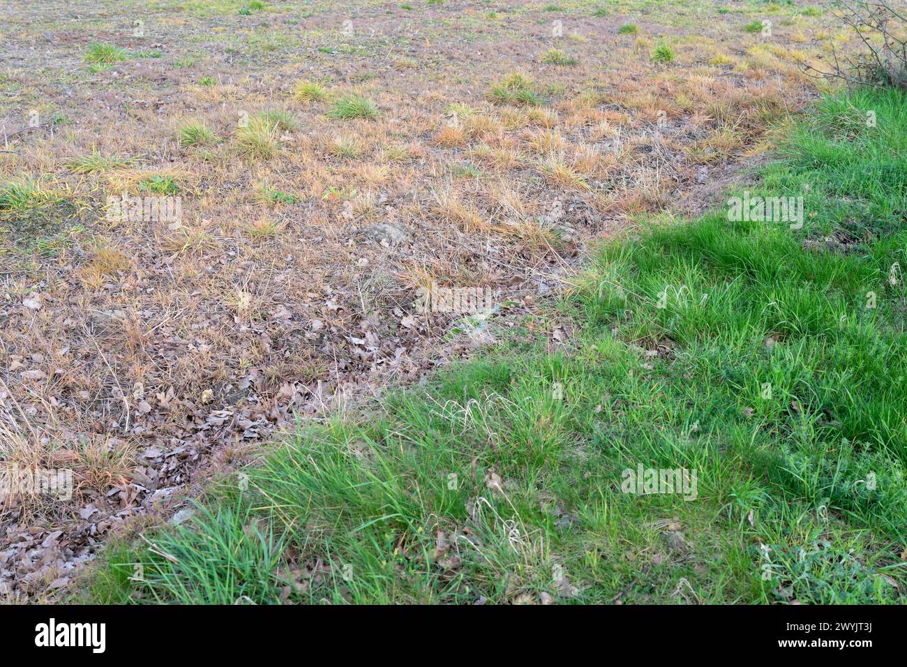 Field with dead weeds treated with plant killer Stock Photo - Alamy