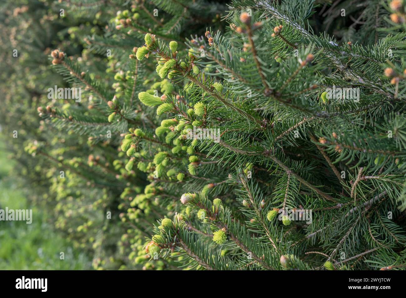 Fresh buds hi-res stock photography and images - Alamy