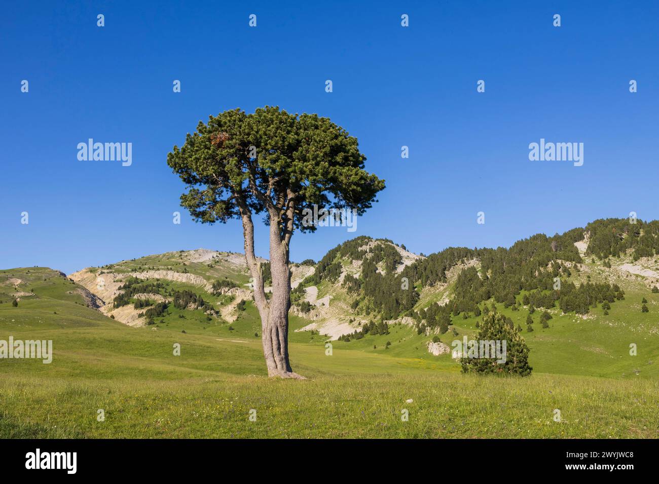 France, Isere, Vercors Regional Nature Park, Hauts Plateaux du Vercors ...