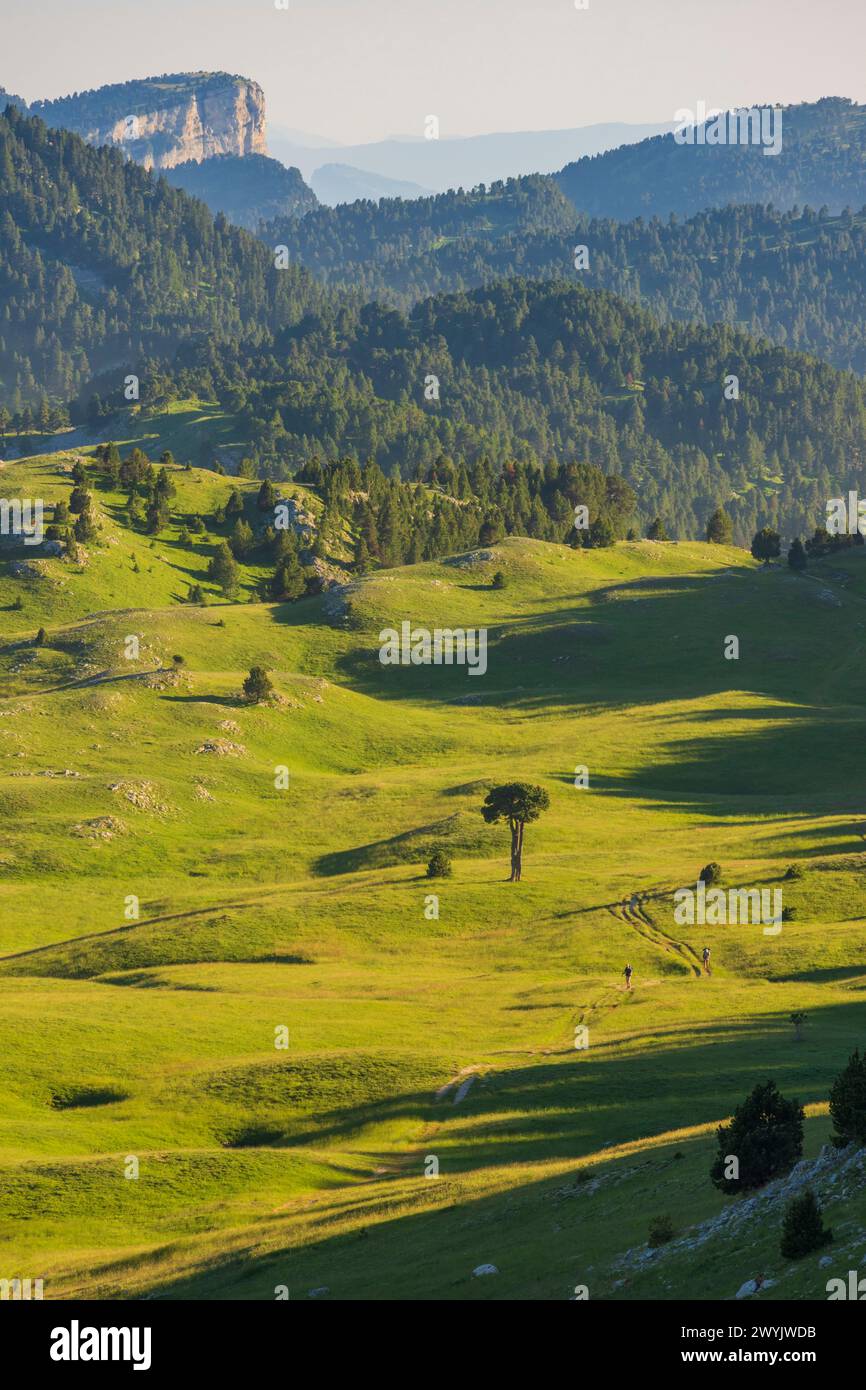 France, Isere, Vercors Regional Nature Park, Hauts Plateaux du Vercors ...