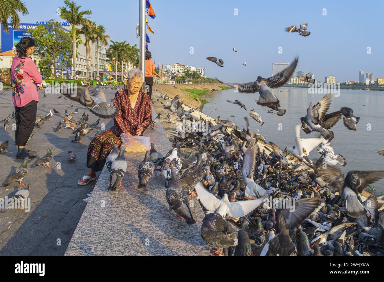 Cambodia, Phnom Penh, Doun Penh district, old woman feeding pigeons on ...