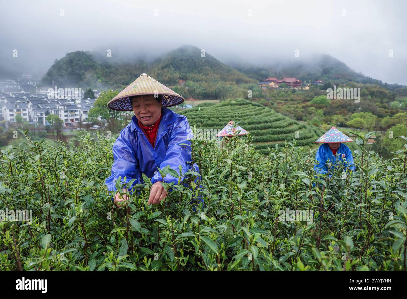 (240407) -- JINHUA, April 7, 2024 (Xinhua) -- Tea farmers pick tea ...