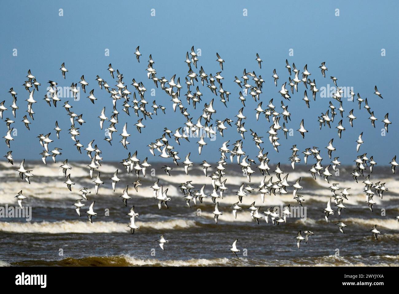 Mixed dense flocks of sea birds. Oyster catchers and plovers at the ...