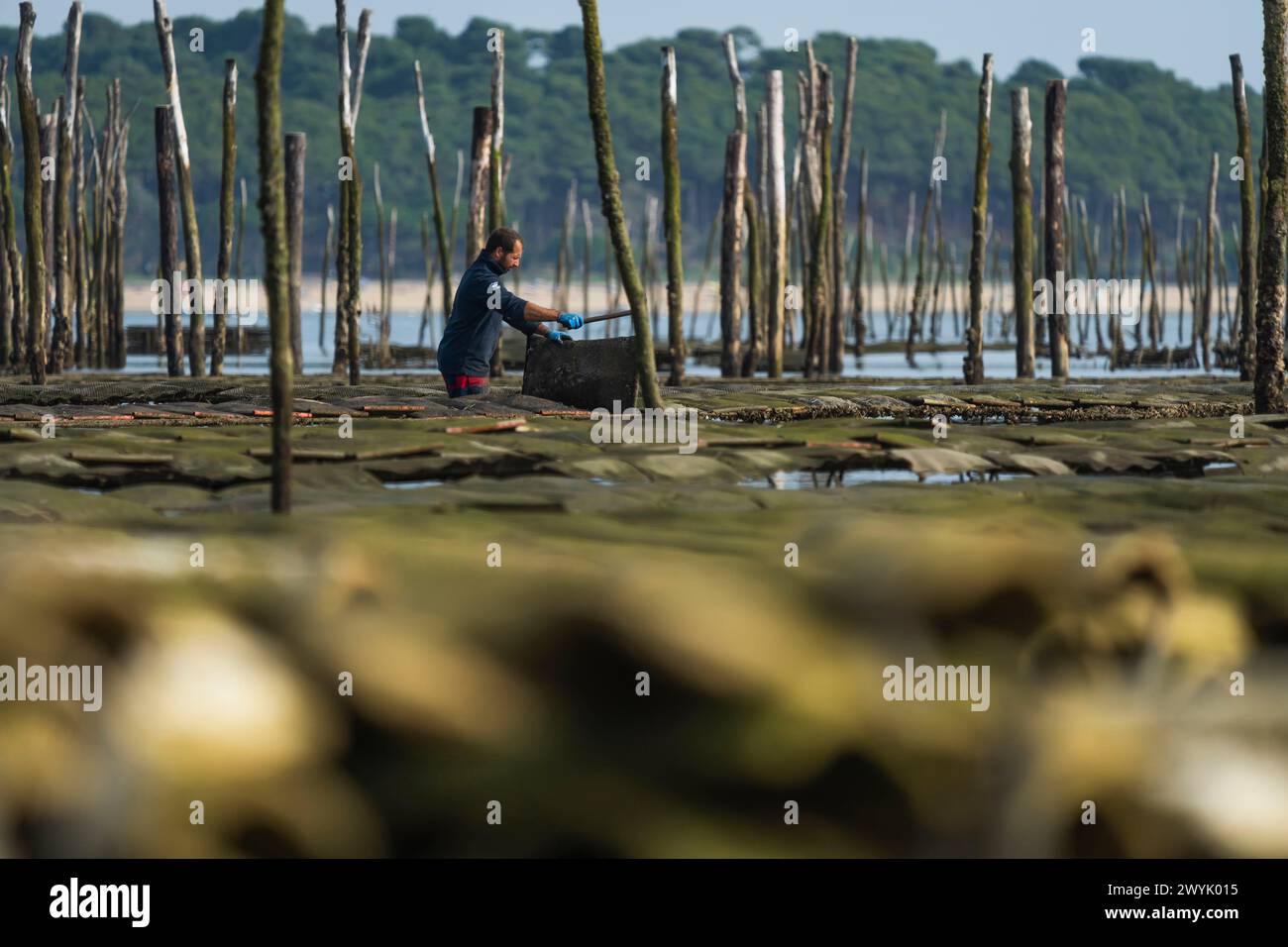 France, Gironde, Bassin d'Arcachon, oyster farming, Legeron oysters ...