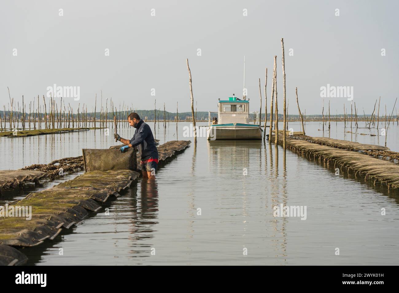France, Gironde, Bassin d'Arcachon, oyster farming, Legeron oysters ...