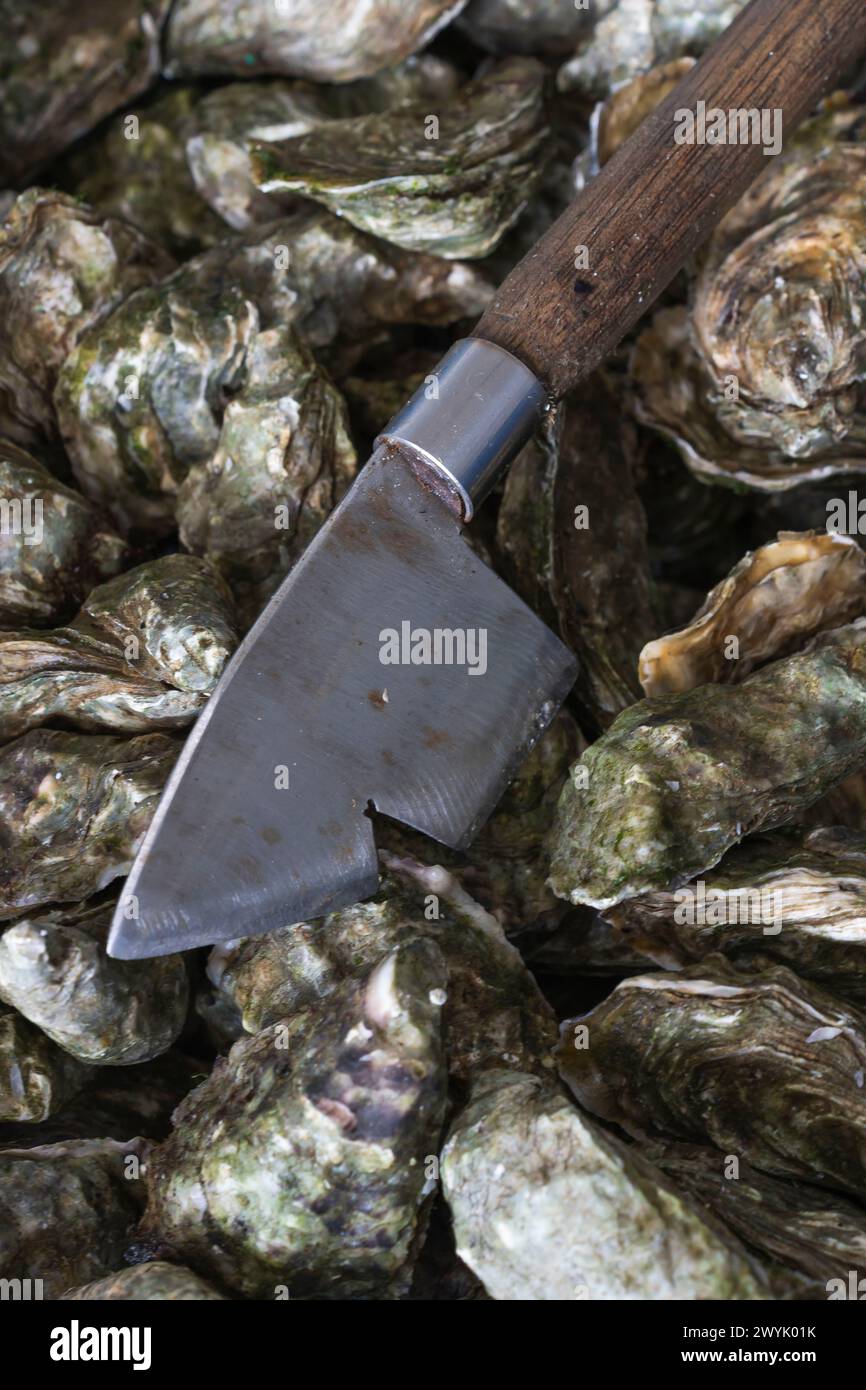 France, Gironde, Bassin d'Arcachon, oyster farming, Legeron oysters ...