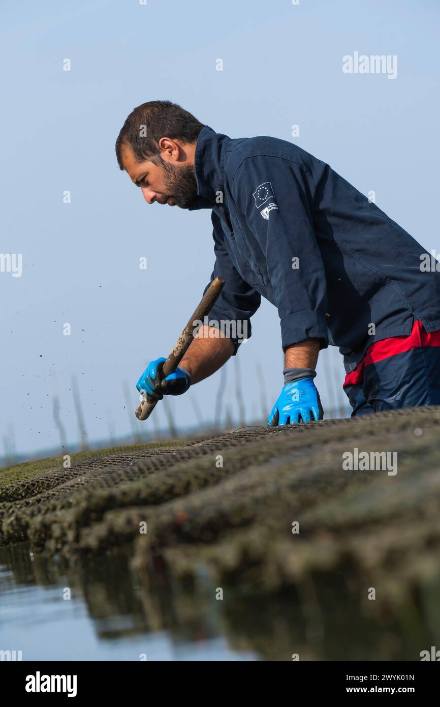 France, Gironde, Bassin d'Arcachon, oyster farming, Legeron oysters ...