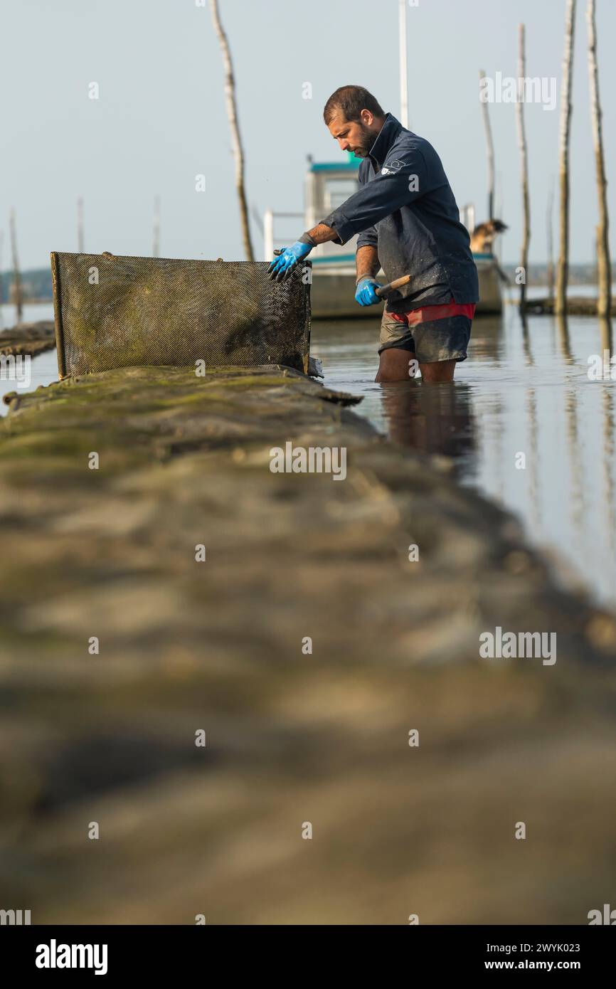 France, Gironde, Bassin d'Arcachon, oyster farming, Legeron oysters ...