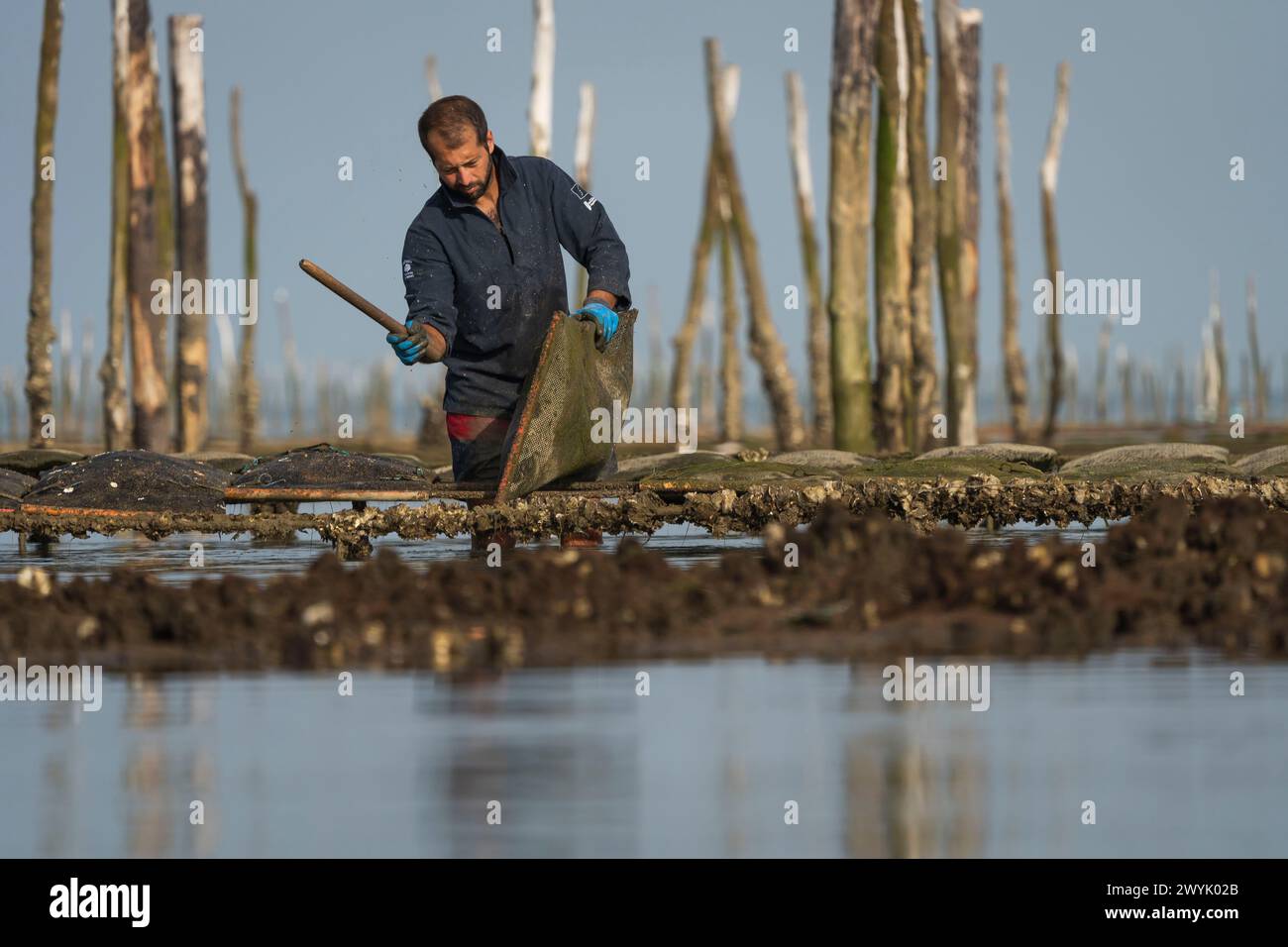 France, Gironde, Bassin d'Arcachon, oyster farming, Legeron oysters ...