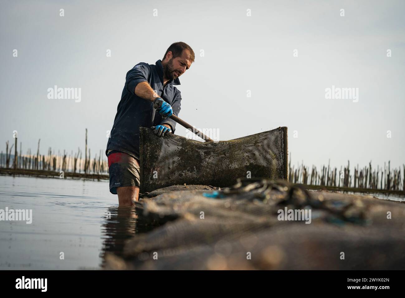 France, Gironde, Bassin d'Arcachon, oyster farming, Legeron oysters ...
