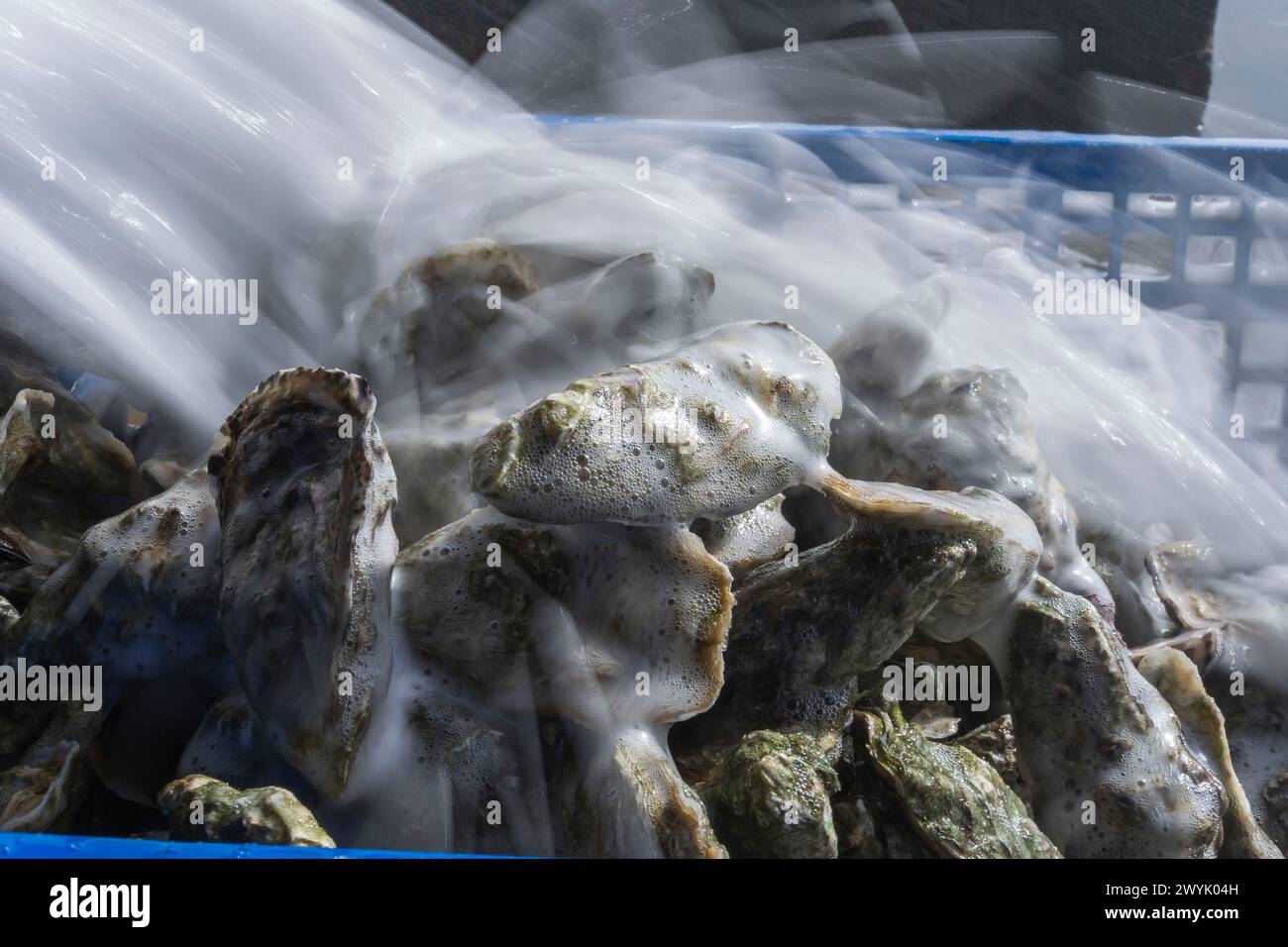 France, Gironde, Bassin d'Arcachon, oyster farming, Legeron oysters ...