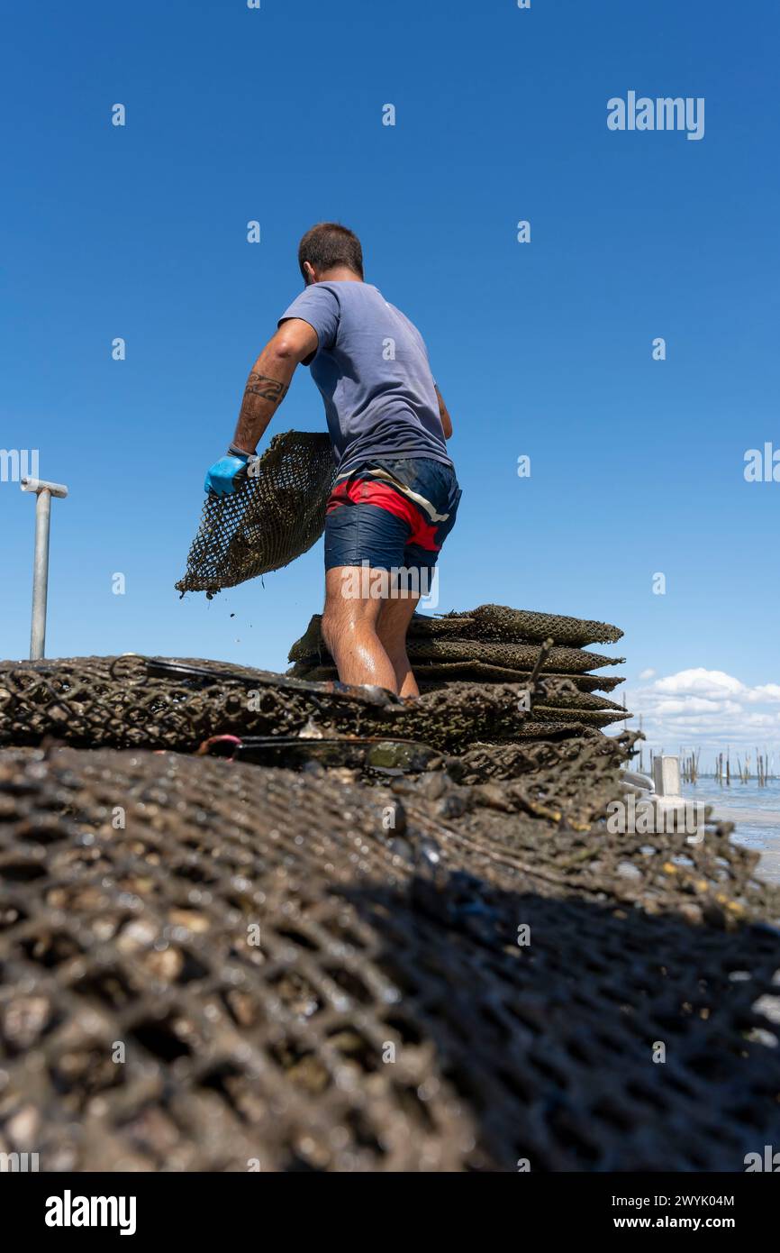 France, Gironde, Bassin d'Arcachon, oyster farming, Legeron oysters ...