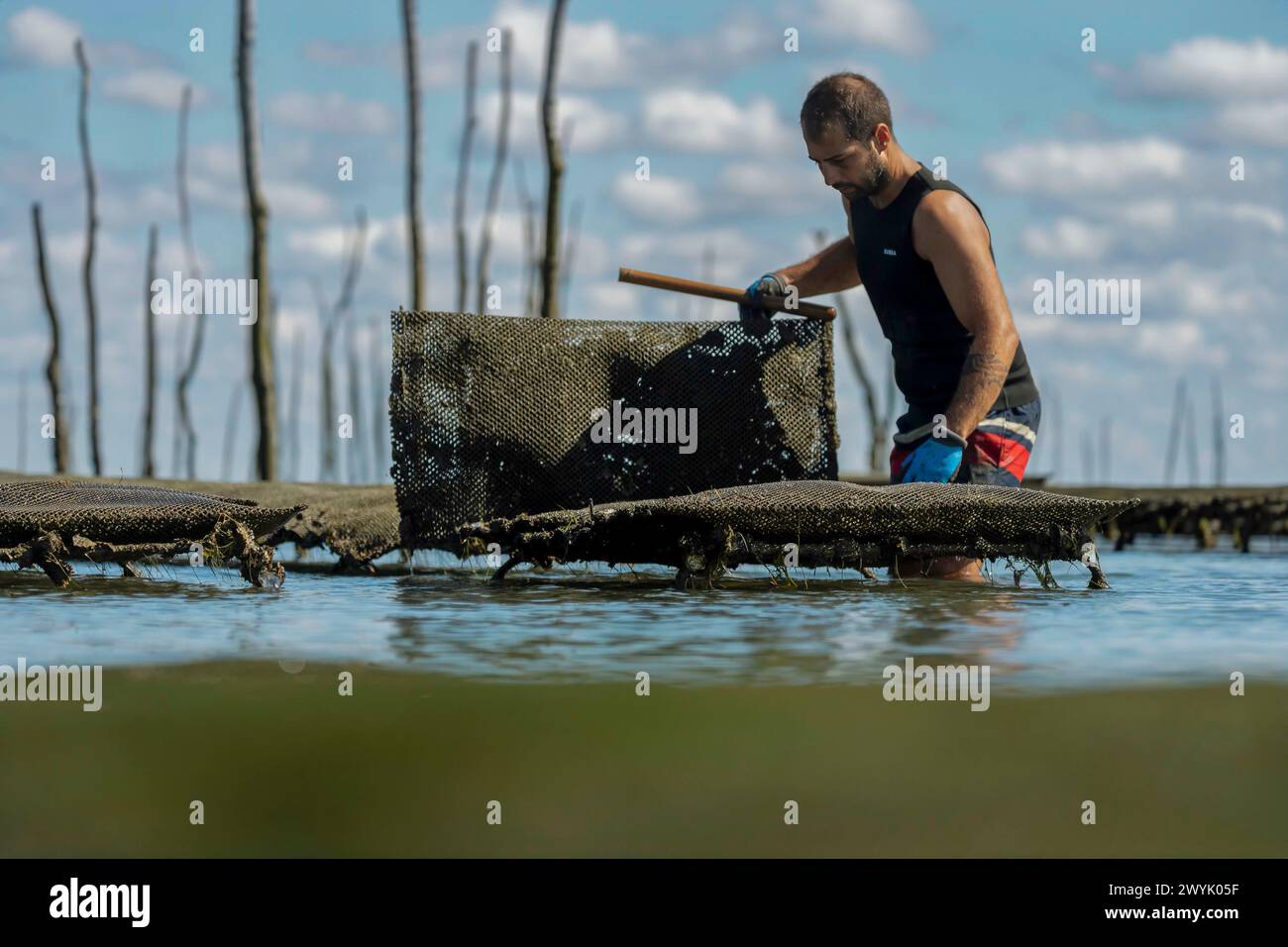 France, Gironde, Bassin d'Arcachon, oyster farming, Legeron oysters ...
