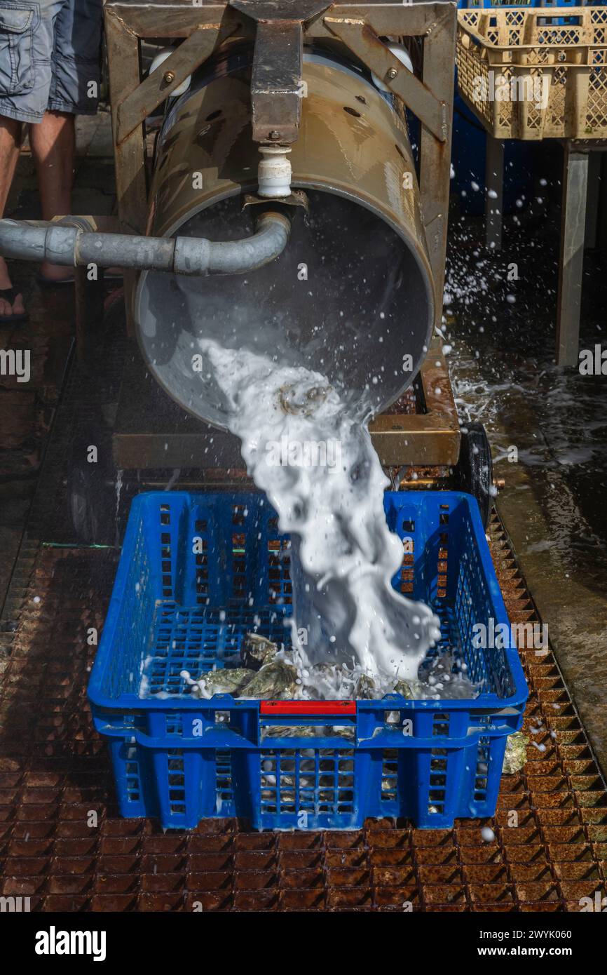 France, Gironde, Bassin d'Arcachon, oyster farming, Legeron oysters ...