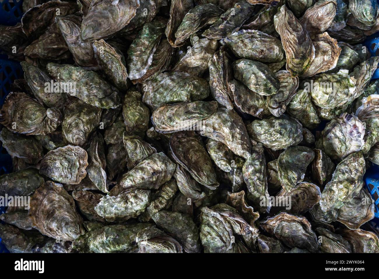 France, Gironde, Bassin d'Arcachon, oyster farming, Legeron oysters ...