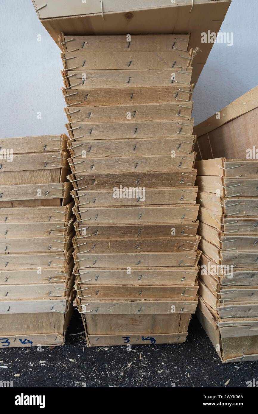 France, Gironde, Bassin d'Arcachon, oyster farming, Legeron oysters ...