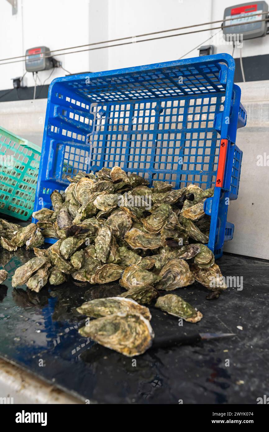 France, Gironde, Bassin d'Arcachon, oyster farming, Legeron oysters ...