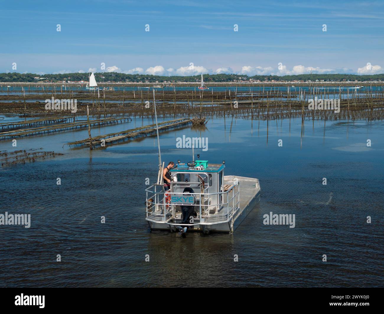 France, Gironde, Bassin d'Arcachon, oyster farming, Legeron oysters ...