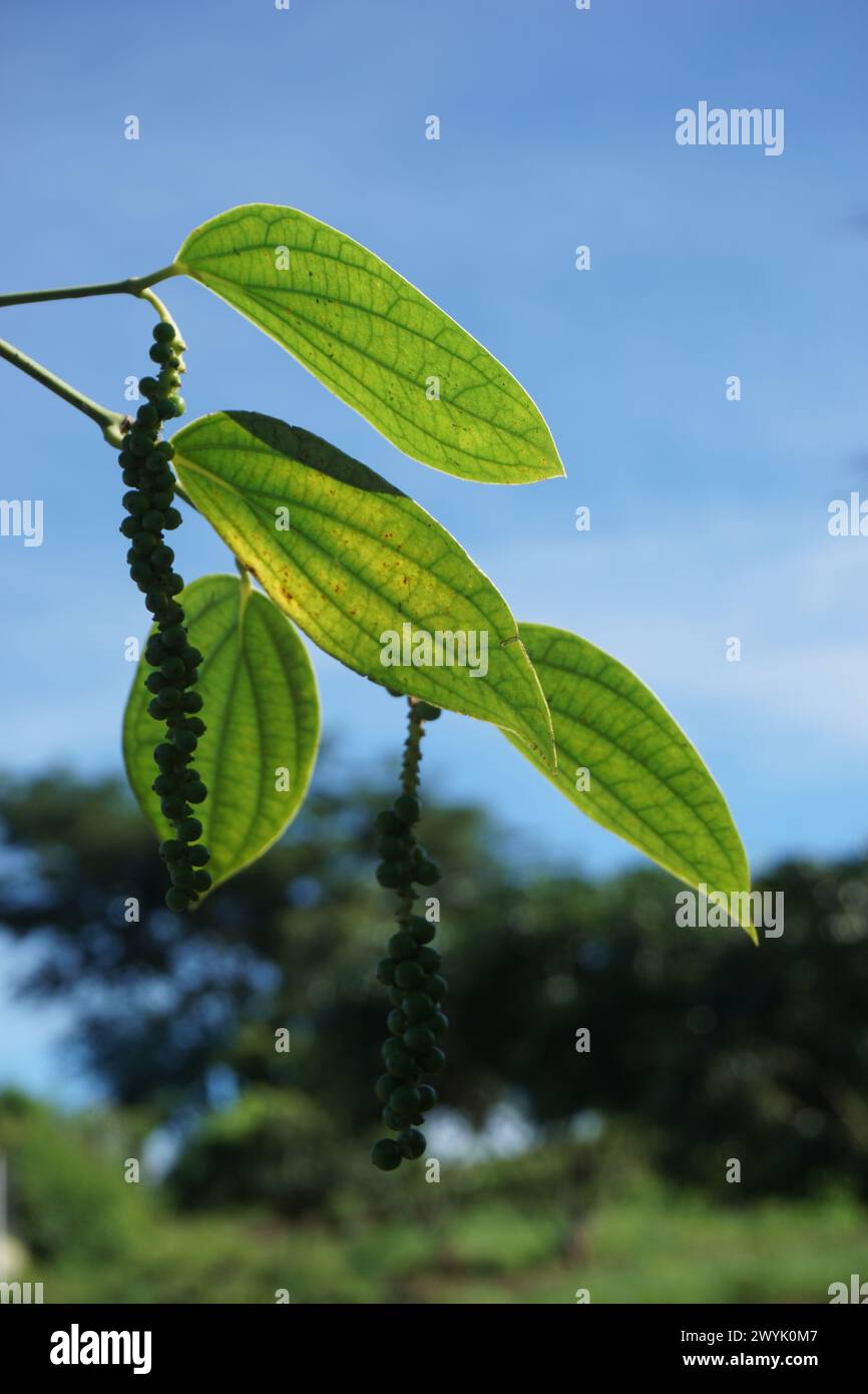 Black pepper (Piper nigrum, peppercorn, merica, lada, sahang) on the ...