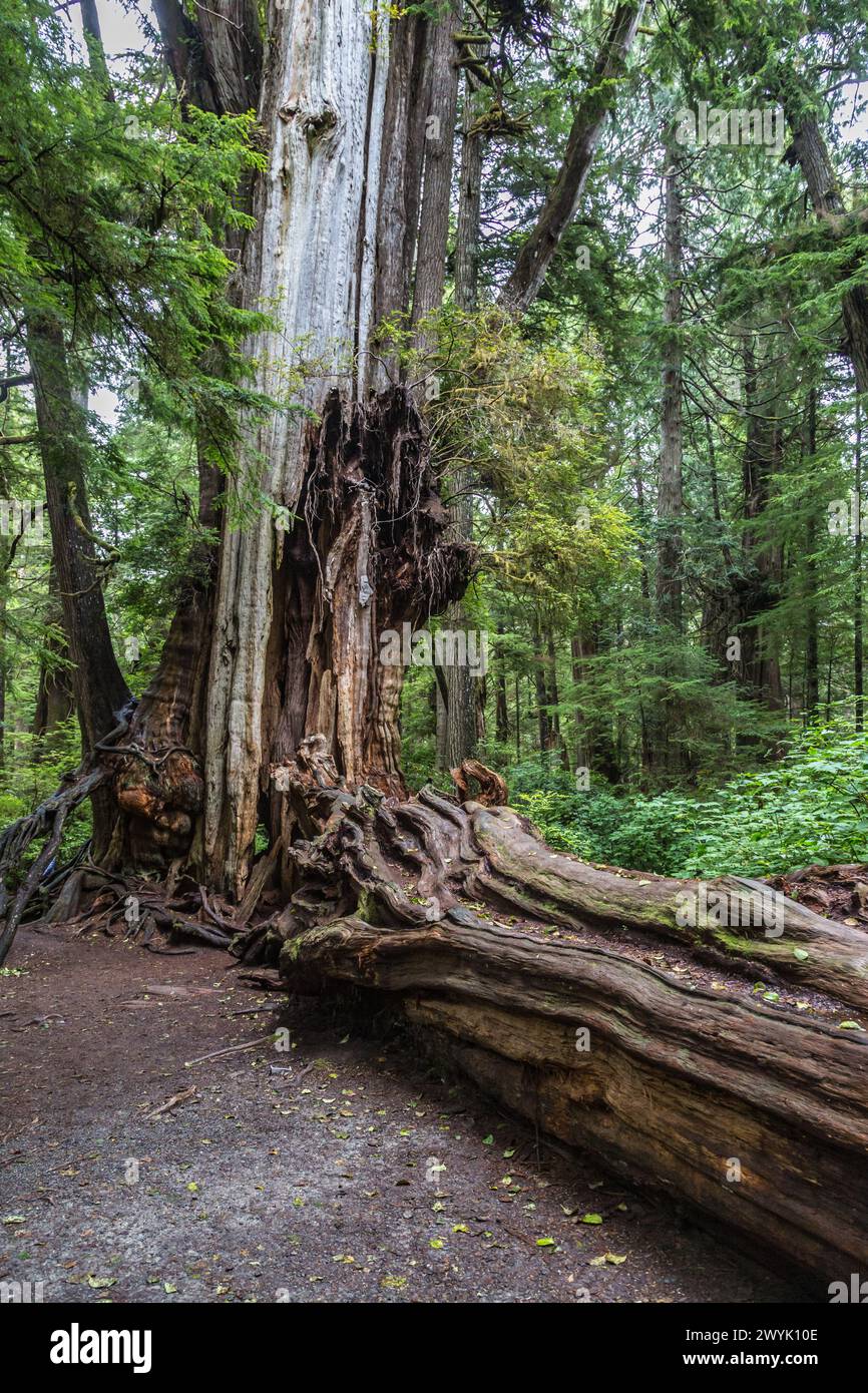 Quinault Big Cedar Tree in Olympic National Park near Amanda Park ...