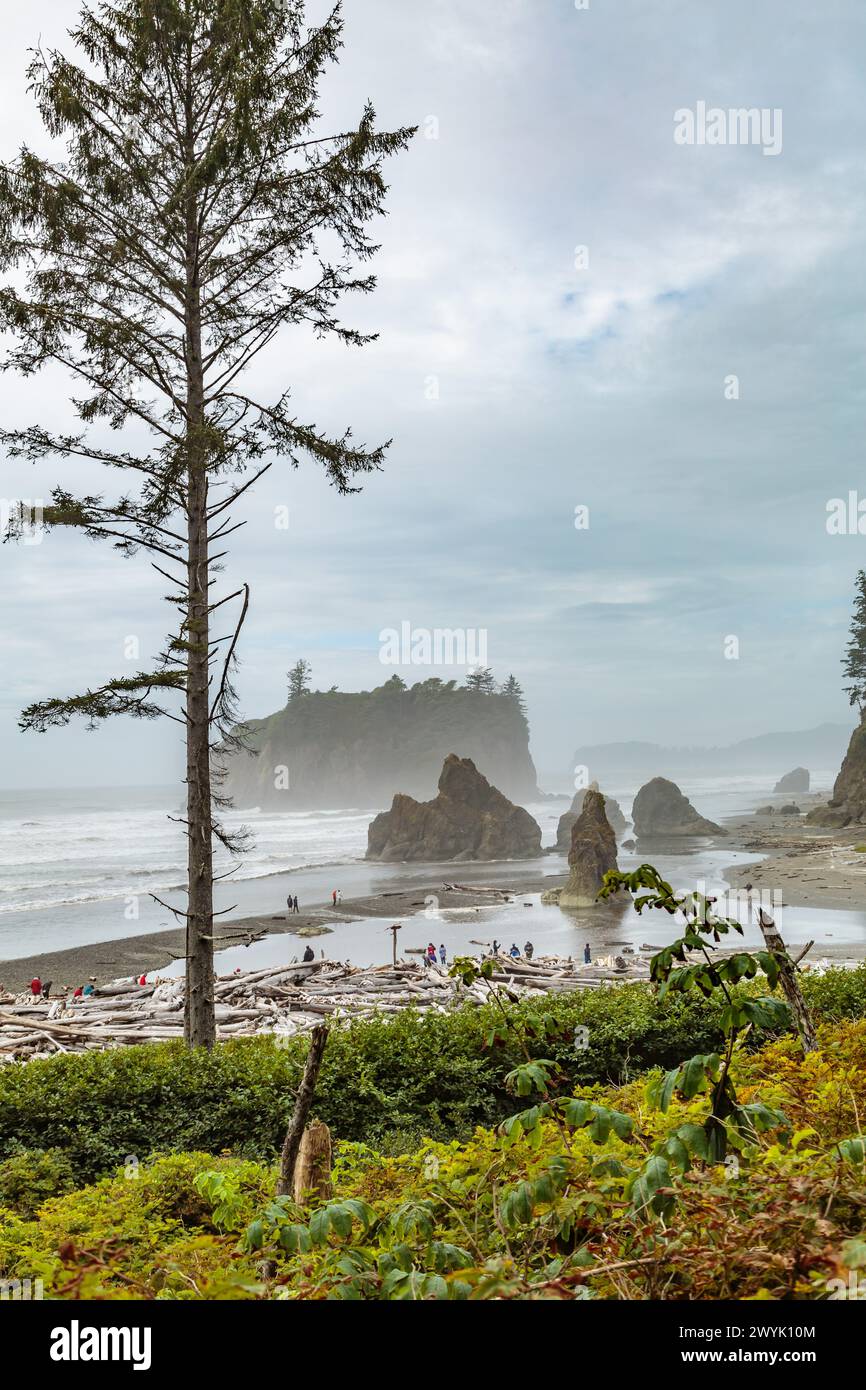 Visitors walk amoung the driftwood, tide pools and seastacks at Ruby ...