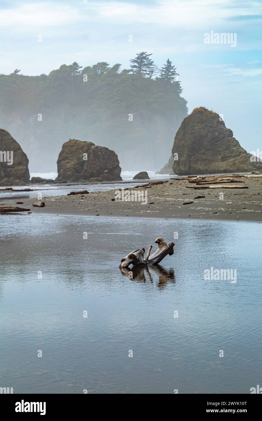 Large rock seastacks at Ruby Beach in the Olympic National Park near ...