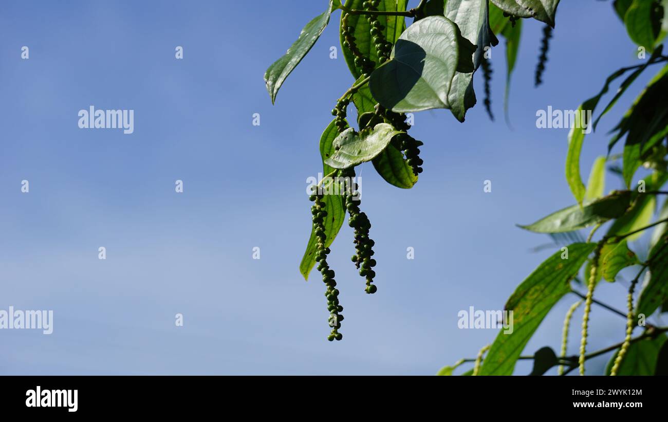 Black pepper (Piper nigrum, peppercorn, merica, lada, sahang) on the ...